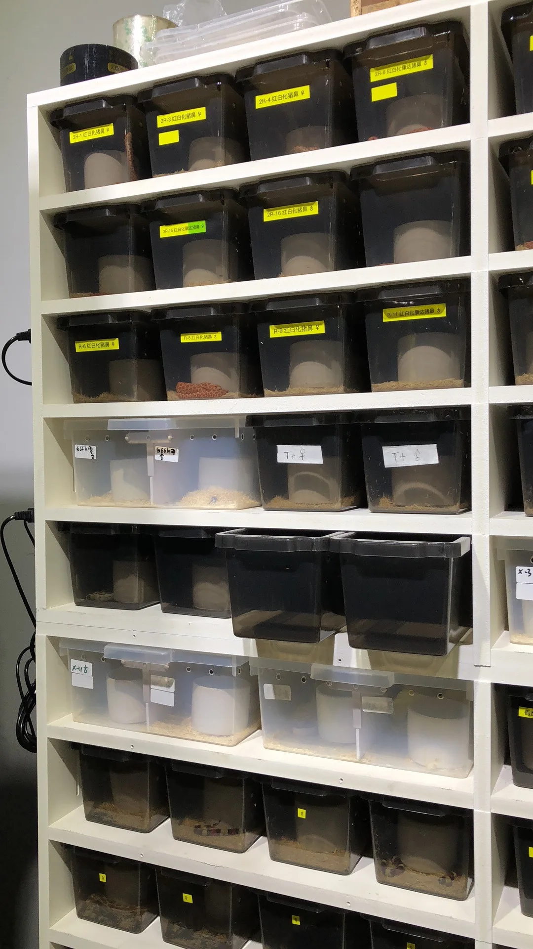 Customized Large Plastic Tubs for Ball Python & Rodents