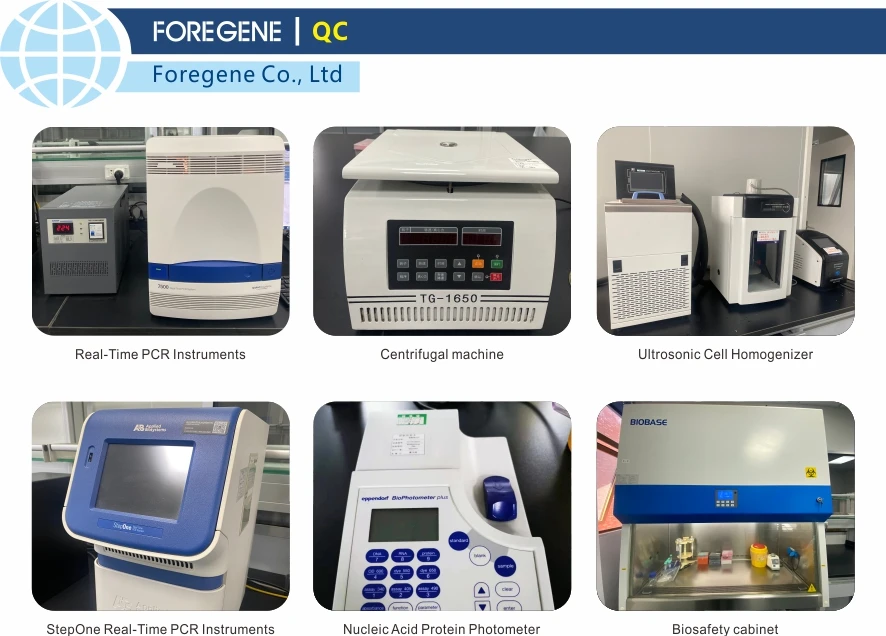 1 Kb Dna Ladder For Dna Fragment Electrophoresis Detection Scientific ...
