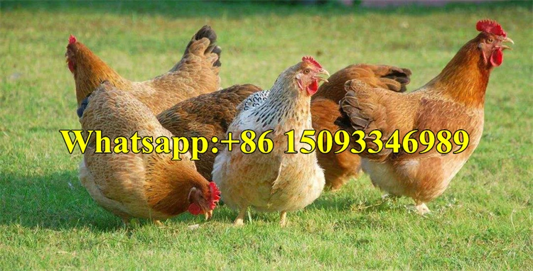 Automatic Chicken Vacuum Lung Kidney Suction Machine