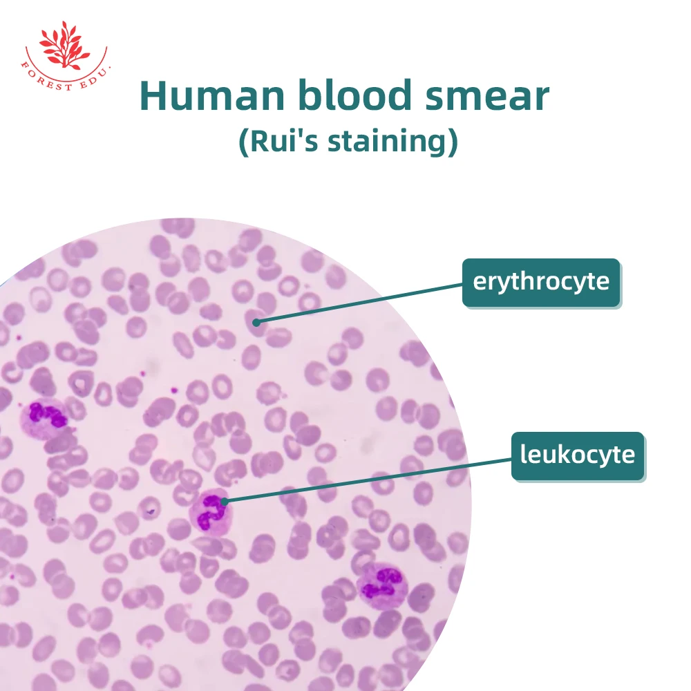 Educational Human Histology Slides - High Quality Resources