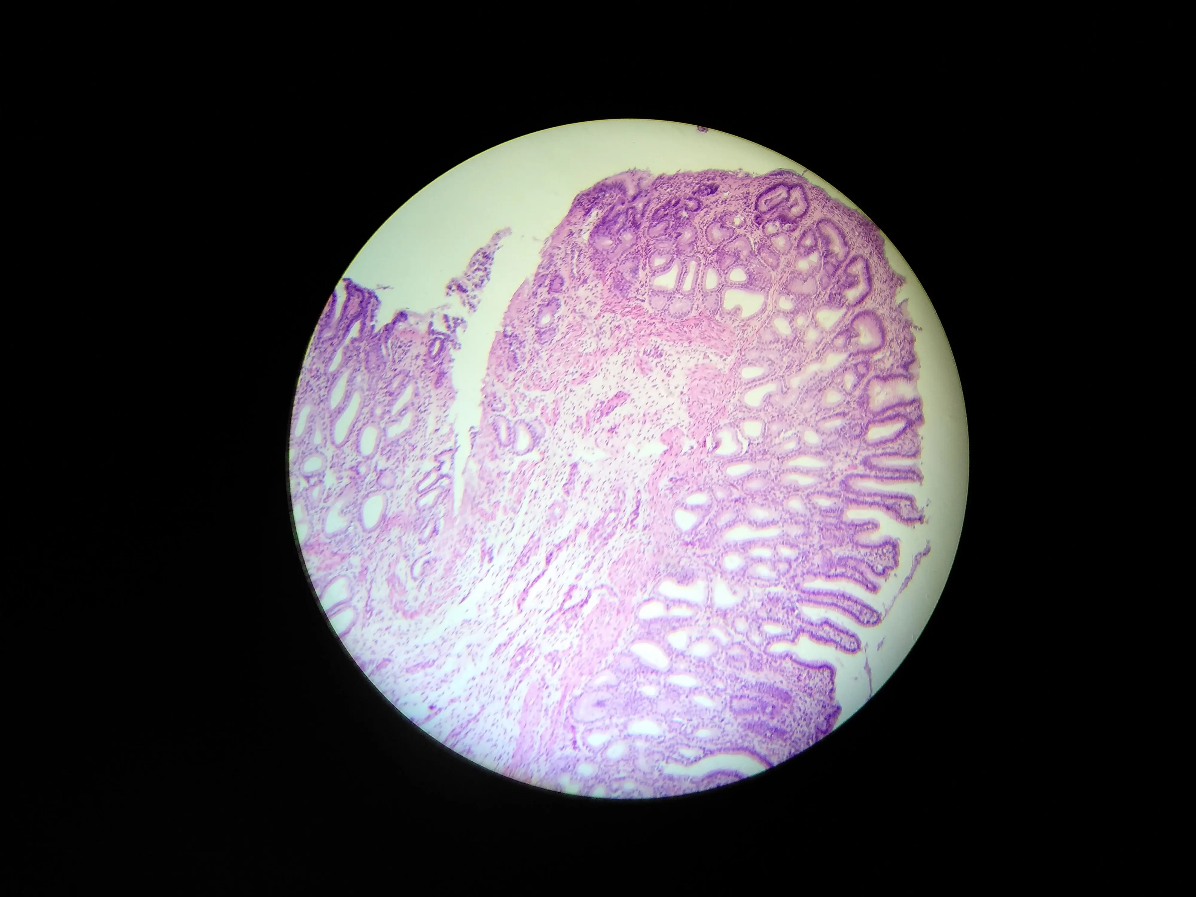 Histology Lab Kits - High-Quality Biological Specimens