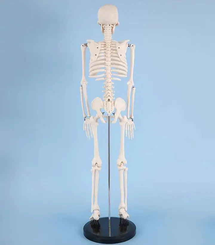 Medical Science Educational Anatomy Model Artificial Pvc Plastic 200 ...