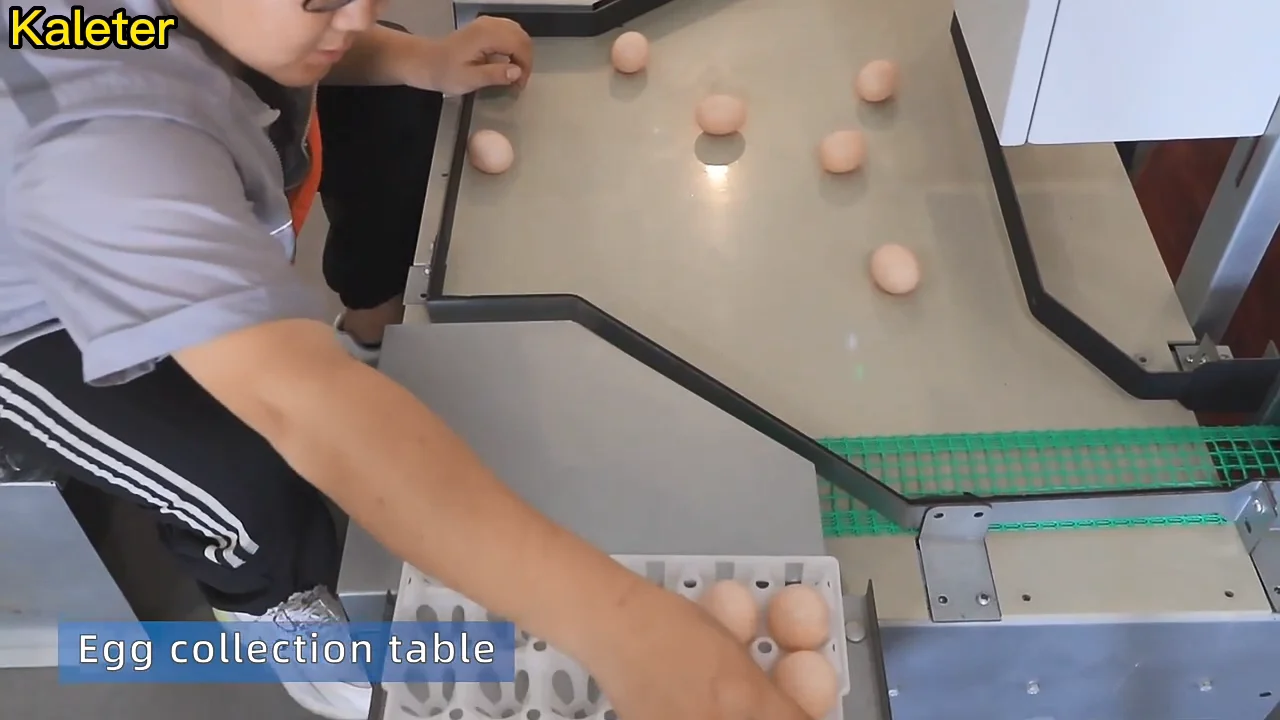 Poultry Nesting Box Automatic Collector Egg Nest Chicken Farm Laying ...