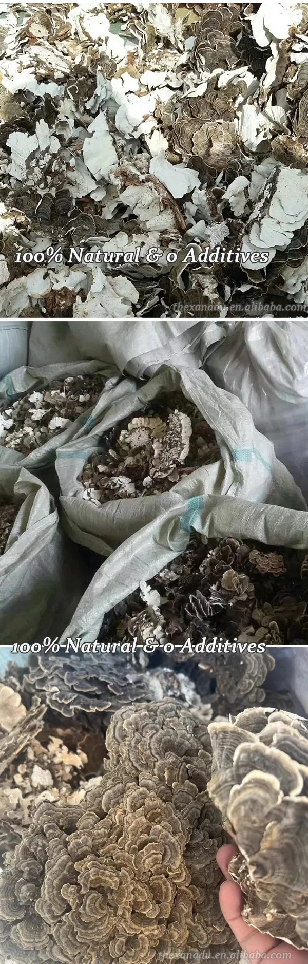 Xanadu Turkey Tail Wild Mushroom Dried Flavor Herb Tea for Tincture ...