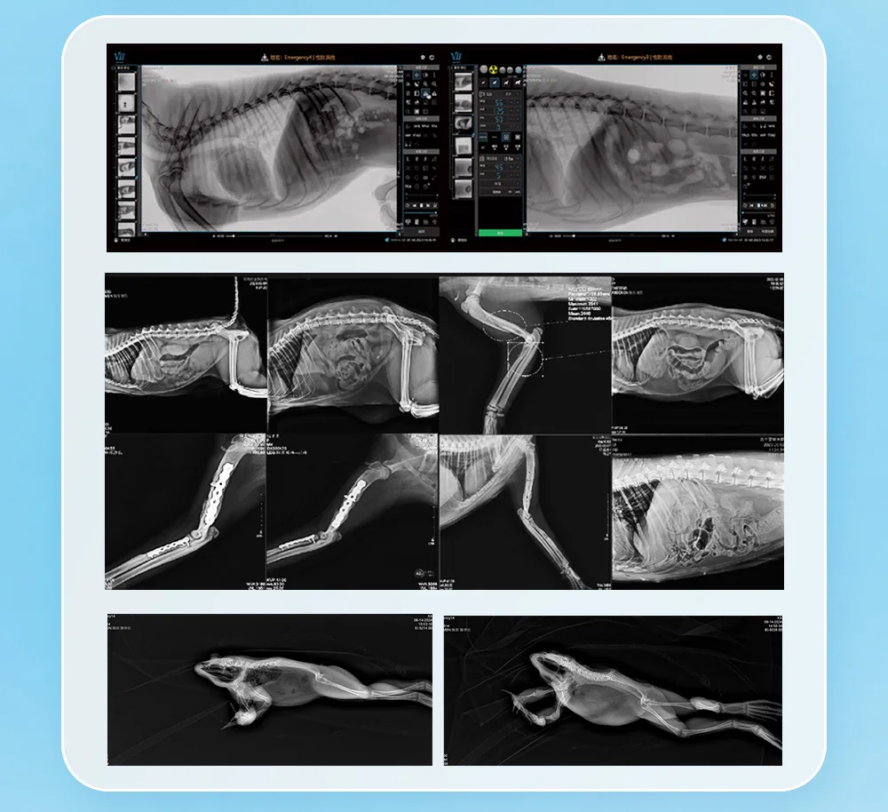 Optimized Low Dose CT Scan for Canine Neuro Diagnostics Enhanced ...