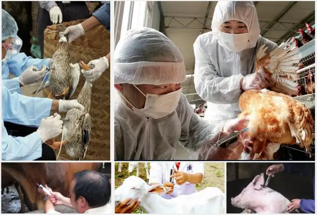 Stainless Steel Syringe Needles for Poultry Vaccination