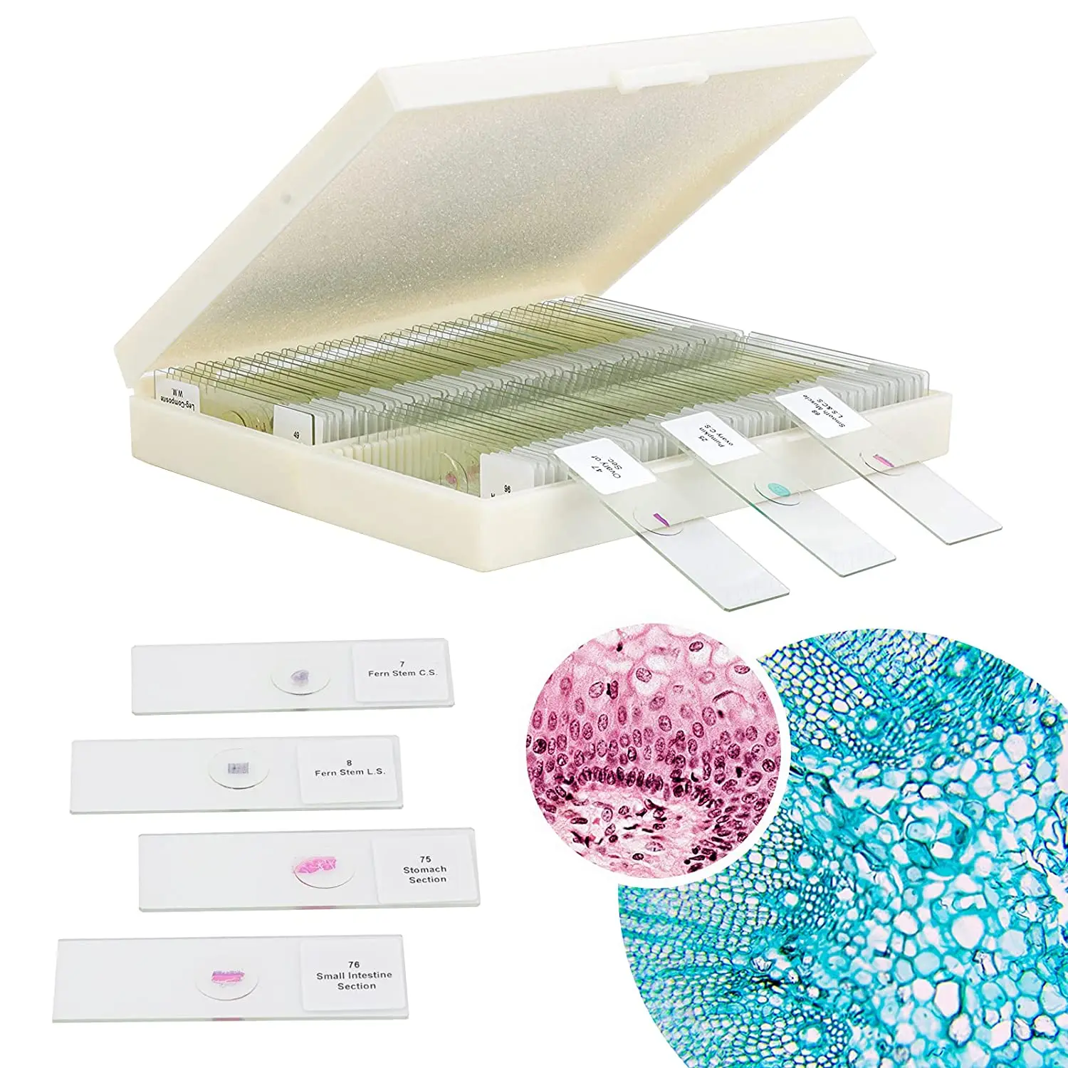 Human Histology Slides Human Tissue Microscope Prepared Slides - Buy ...