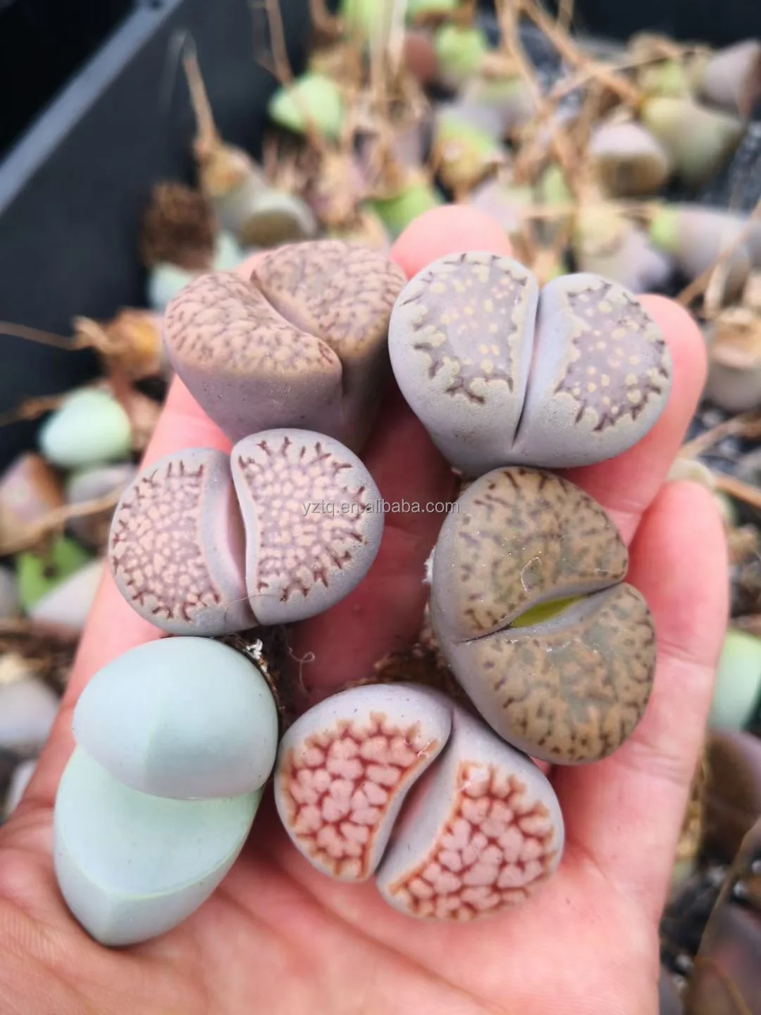 Mixed Lithops Colorful Mini Lithops Indoor Ornamental Lithops For Home ...