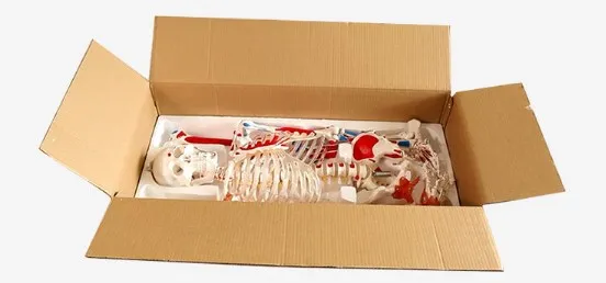 Human Education Skeleton With Muscles And Ligaments 180cm Tall With ...