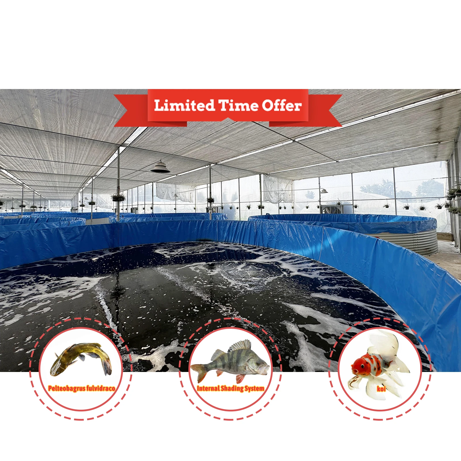Alibaba.com: Cheapest High Tunnel Commercial Aquaponic Greenhouses for ...