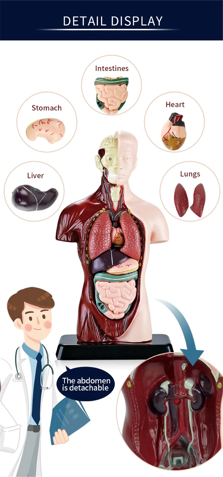 Medical School Nursing Educational Supplier - Human Torso Model