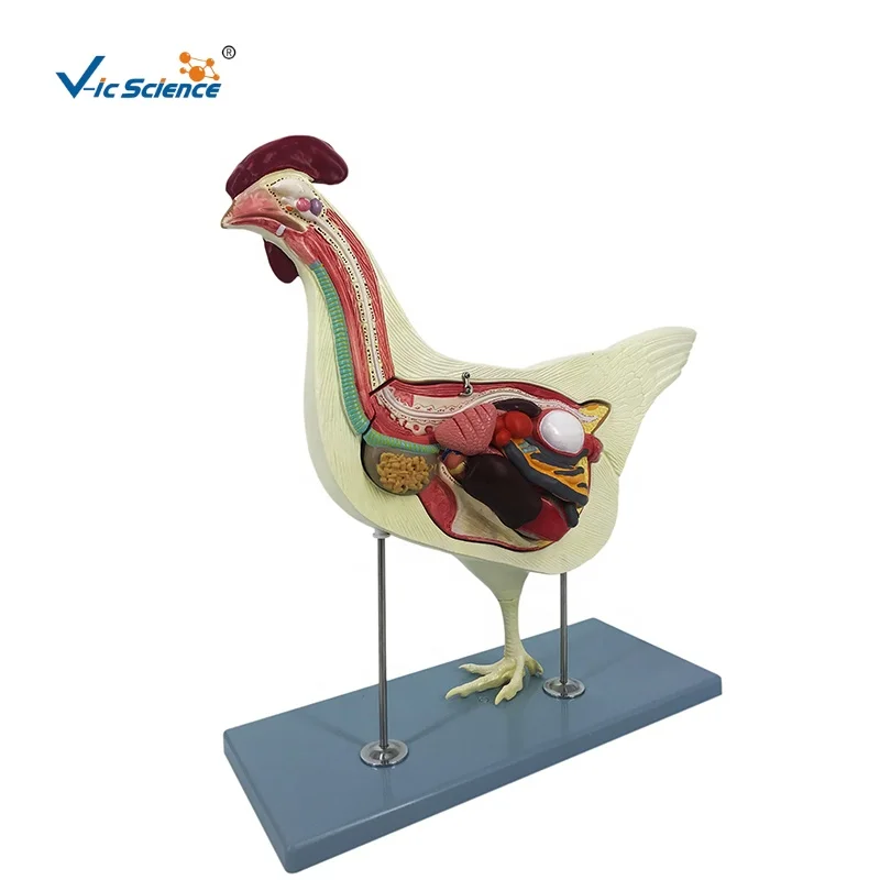 Chicken (Gallus gallus domesticus) Anatomy Model chicken animal ...