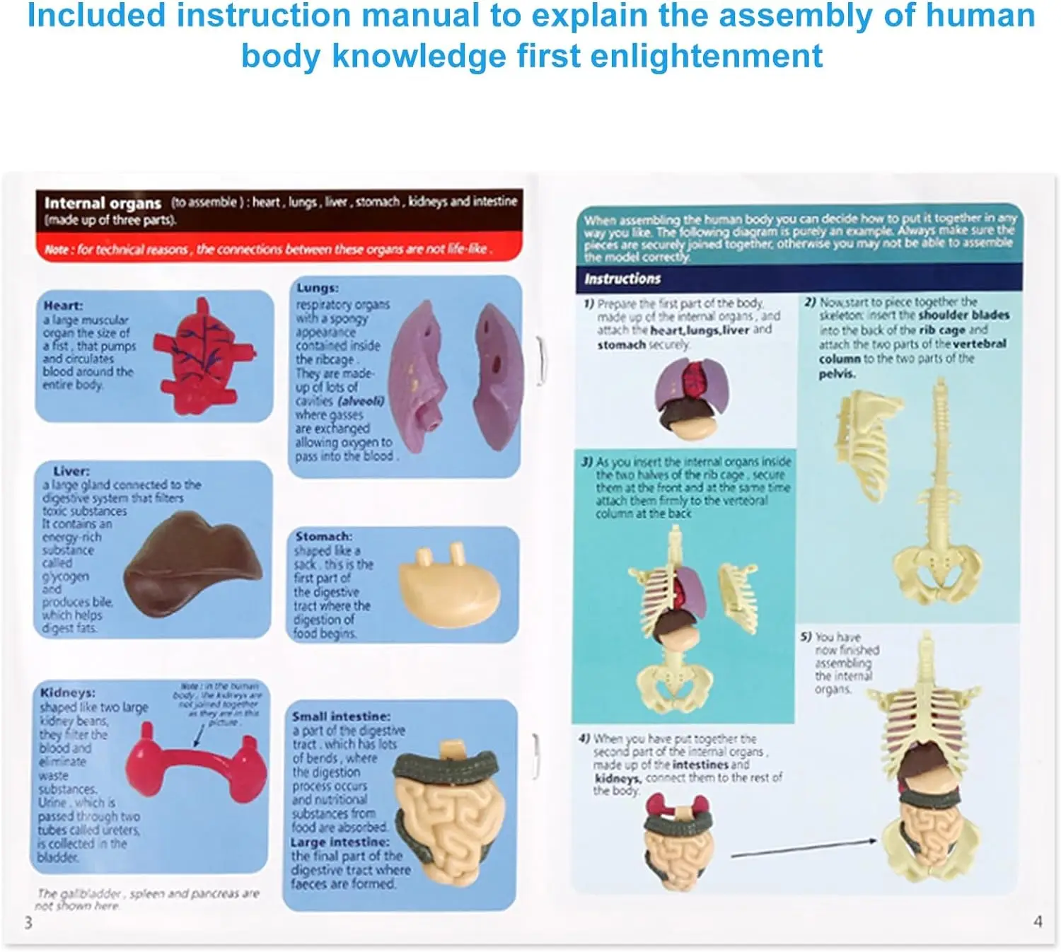 Kids Anatomy Toys Interactive Human Body Model DIY Assembled Human ...