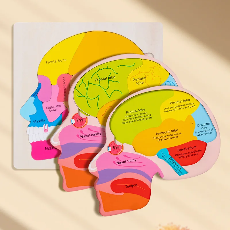 Human Brain Anatomy structure Brain Parts Matching Wooden board game ...