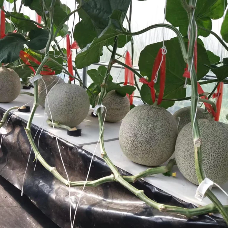 Floating Farming Raft House Equipment for DWC Planting