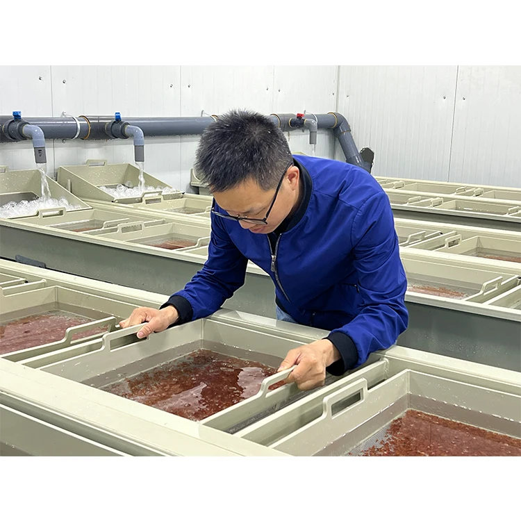 Hatchery Aquaculture - Efficient Fish Hatching Systems