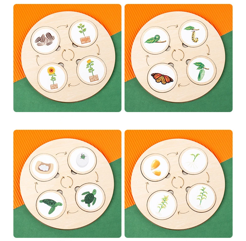 Wooden Life Cycle Tray - Montessori Material for Learning