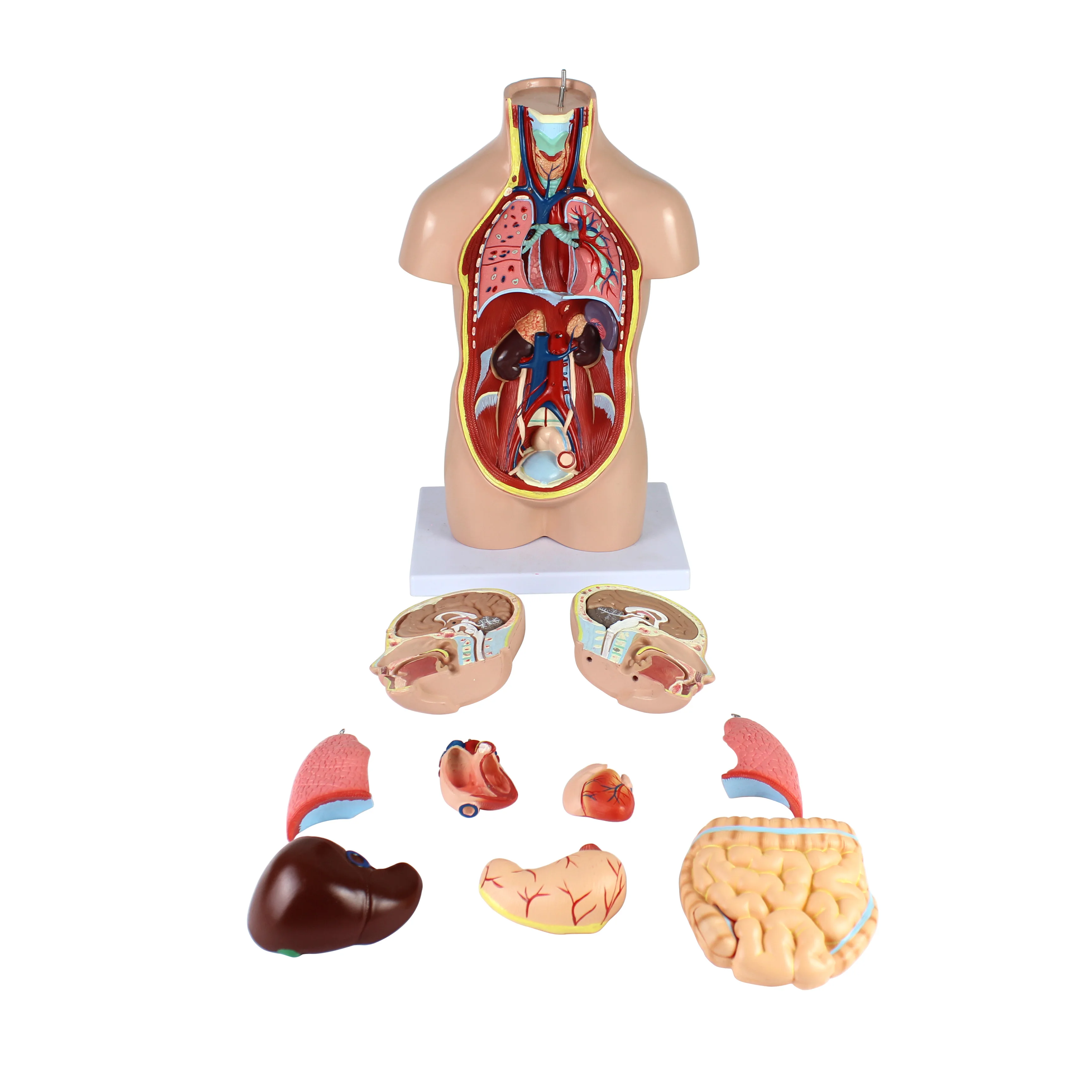 12 Parts Human System Organ Model 50cm Human Torso Anatomy Model - Buy ...