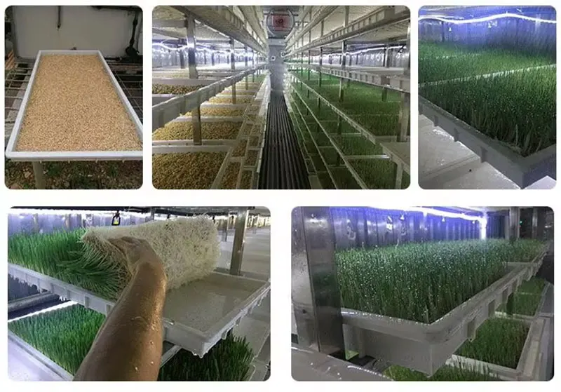 Lyine Hydroponic Fooder Container Farm - Intelligent Control