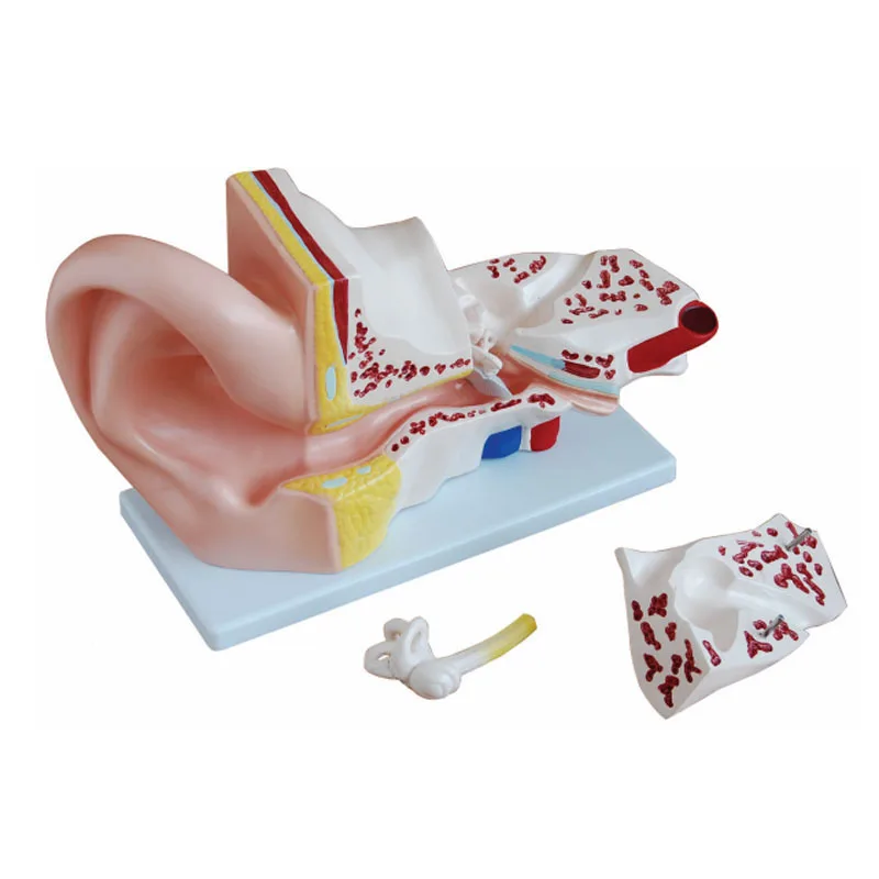 Medical Education Human Anatomy Giant Ear Model 3D Human Ear Model 5 ...
