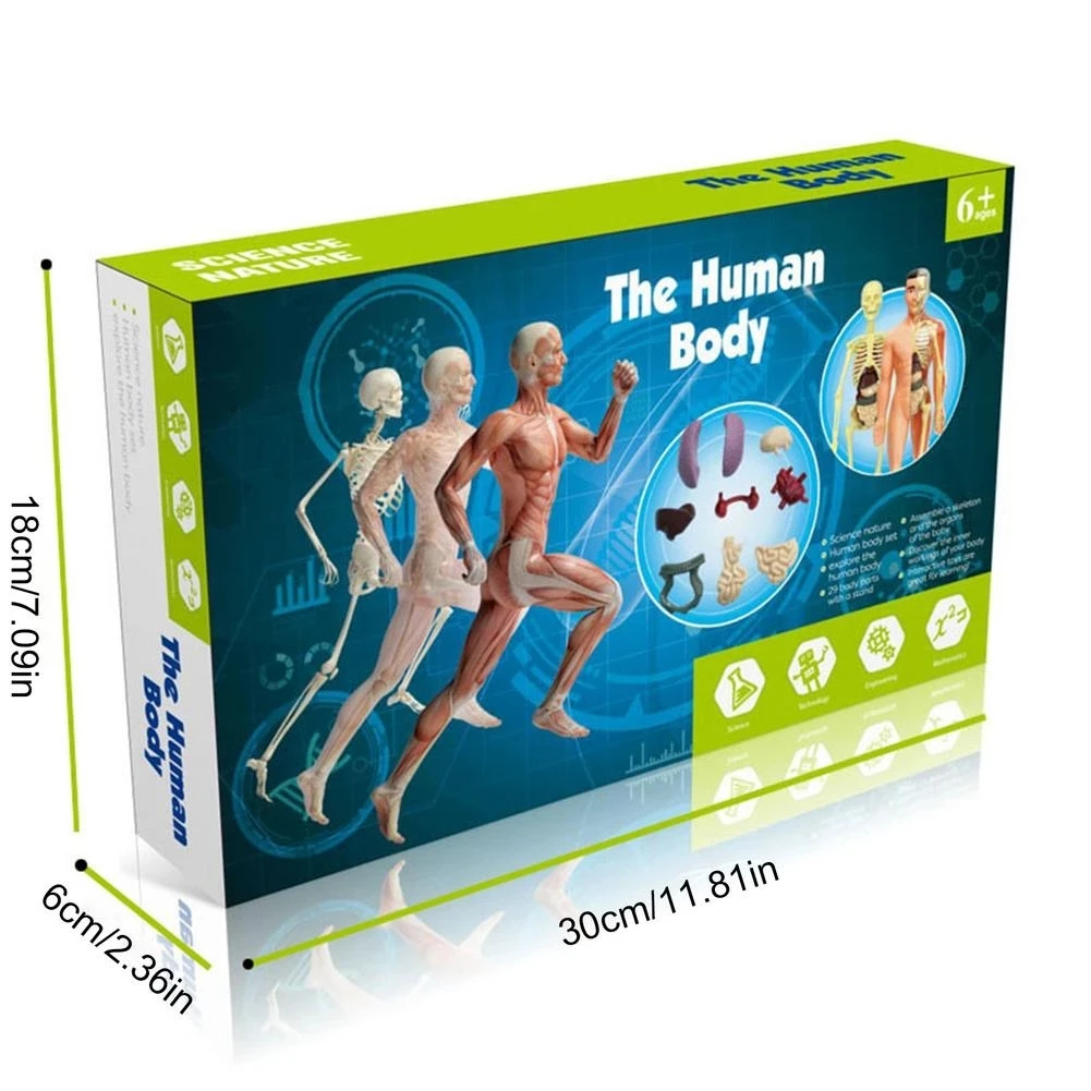 Human Body Organ Assemble Jigsaw Skeleton Anatomy Model For Teaching ...