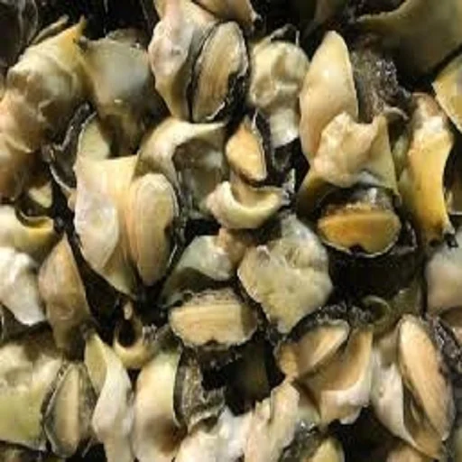 Factory Frozen Topshell Meat Conch Meat - Buy Frozen Kangaroo Meat ...