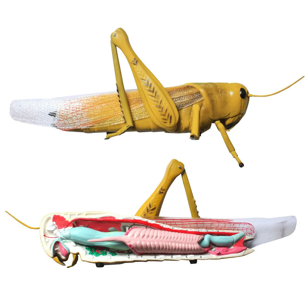 Insect Specimen Biology Locust Anatomy Model Disassembly Locust ...