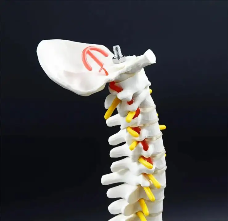 Medical Science Vertebral Column Model Life Size Human Spine Anatomical ...