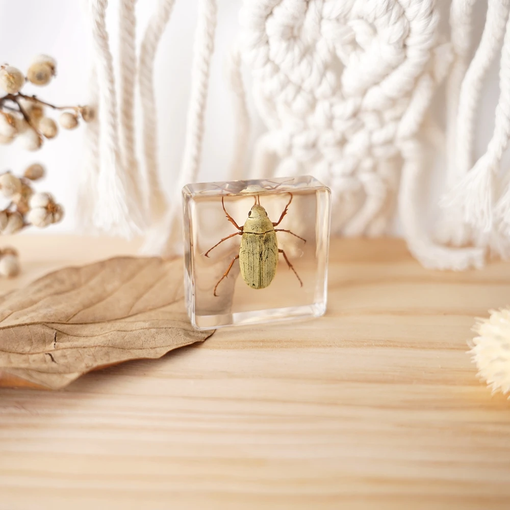 Qf China Supplier Insect Specimen Sale Dried Insect Specimen Beetle ...