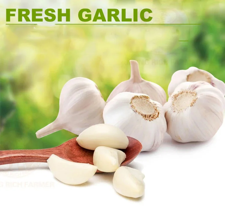 Fresh Chinese Garlic Wholesale Export Preferential Price And High ...