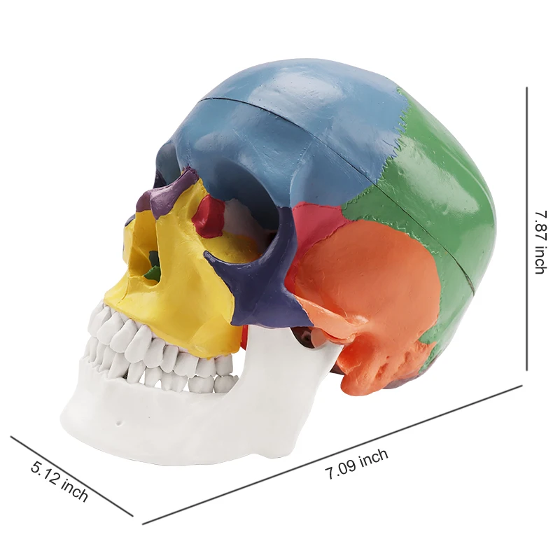 Human Head Model School Skeleton Teaching Medical Anatomical Plastic ...