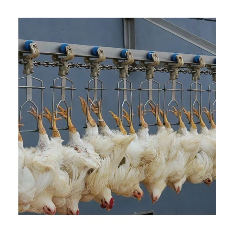 1000 Bph Chicken Duck Slaughtering Processing Line - Buy Chicken ...