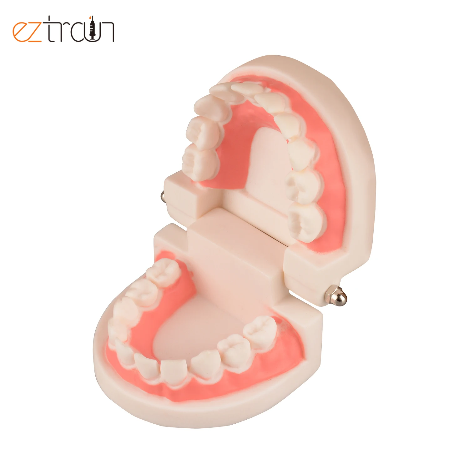Distal Occlusion Mesial Occlusion Dental Education Models - Buy Distal ...