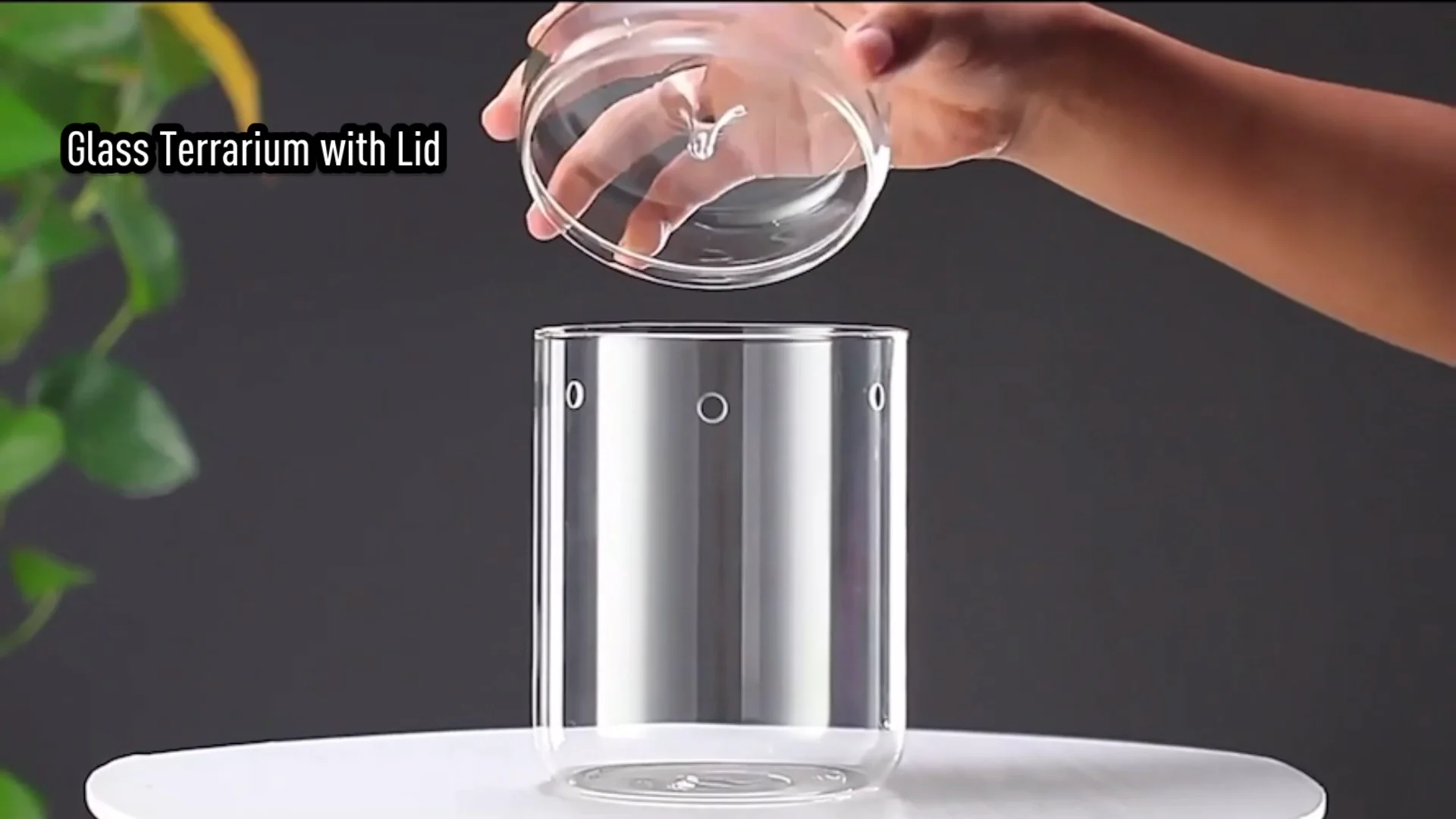 Cylinder Enclosed Capsule Glass Plant Terrarium With Lid Transparent ...