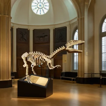 Large Artificial Realistic Dinosaur Fossils Animatronic Model For Sale ...