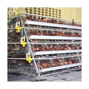 Automatic Poultry Farming Modern Shed System A Type Egg Chicken Layer ...