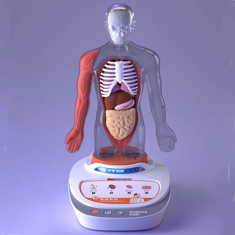 Human Organs Model Torso Anatomical Model Included Torso Stem ...