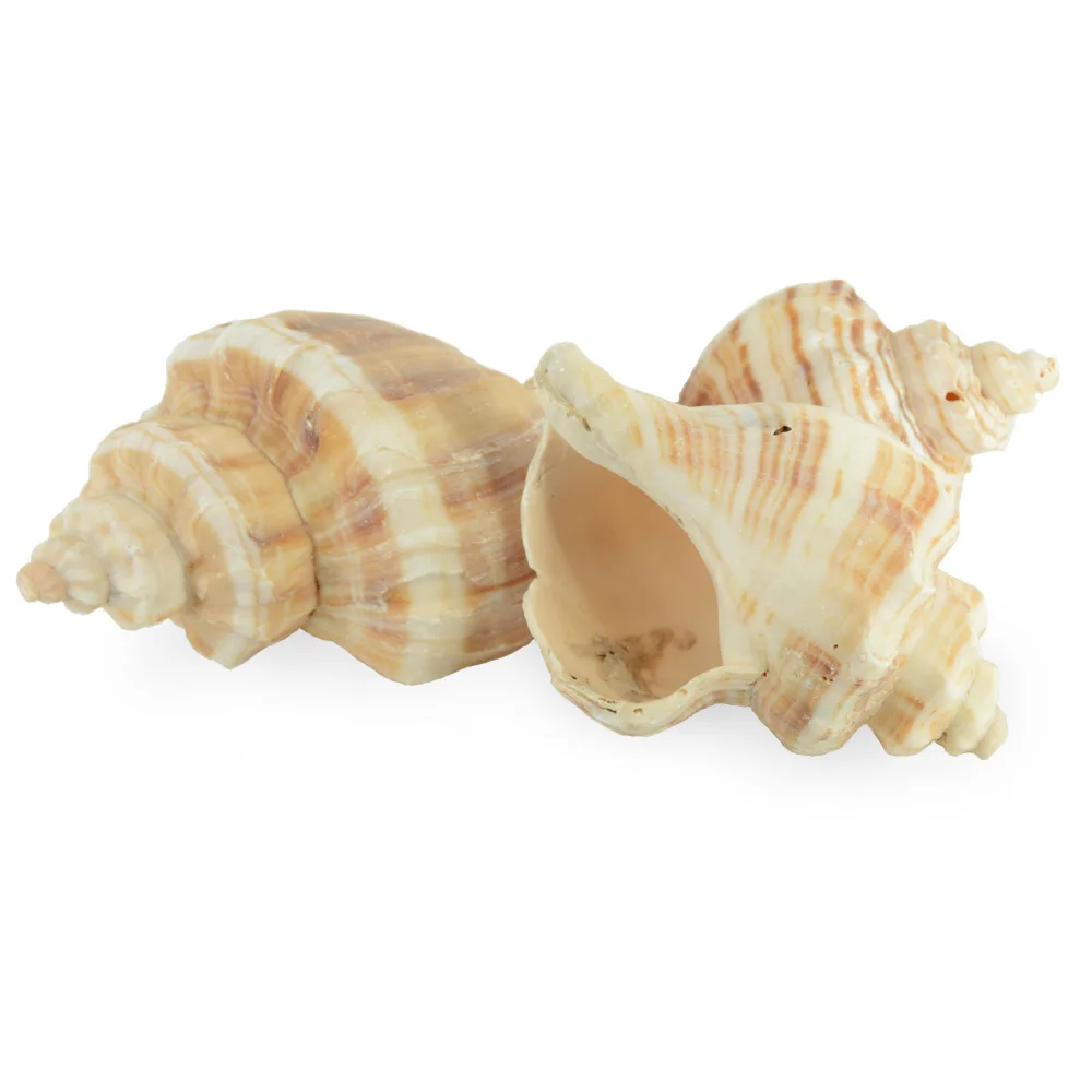 Natural Seashell Conch Shell For Sale Home Decoration And Jewelry ...