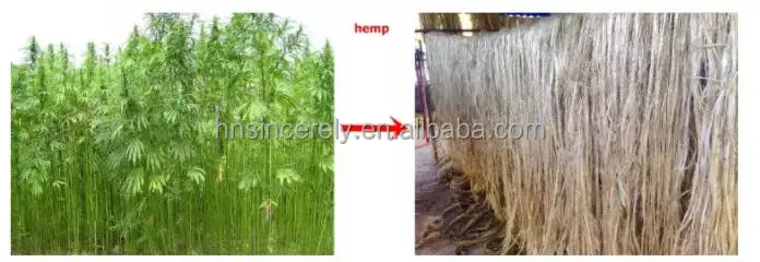 Fresh Sisal Jute Abaca Peeling Stripping Machine Plant Fiber Hemp ...