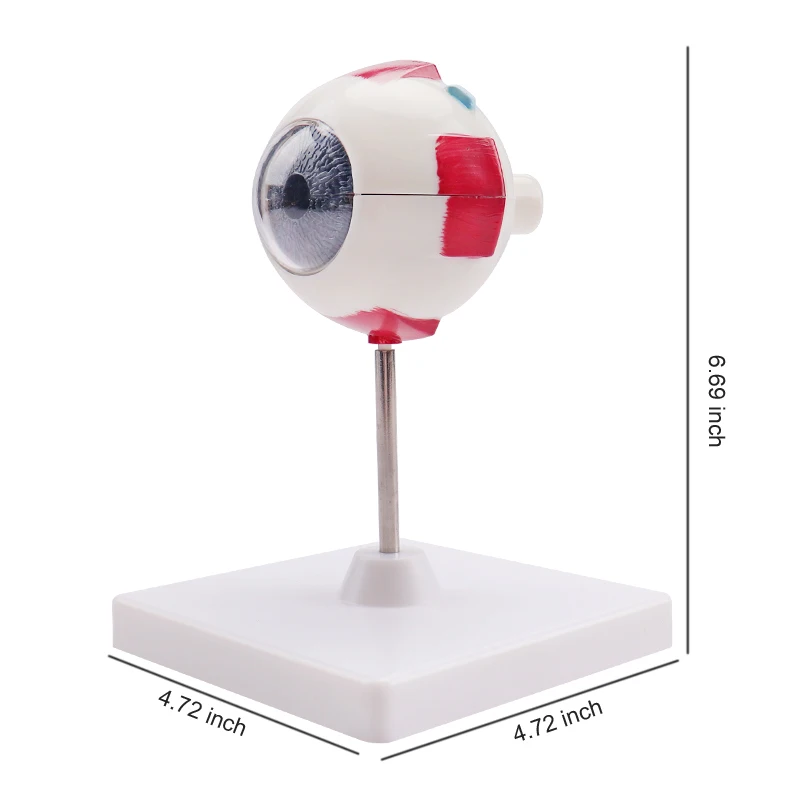 Pvc Eyeballs Human Eye Anatomy Model Plastic Small 3x Eyeball Model ...