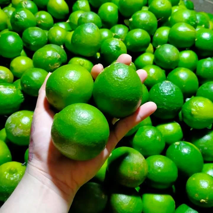 Fresh Lime Seedless 12cm Size Green Skin 100% Vietnam Origin Natural ...