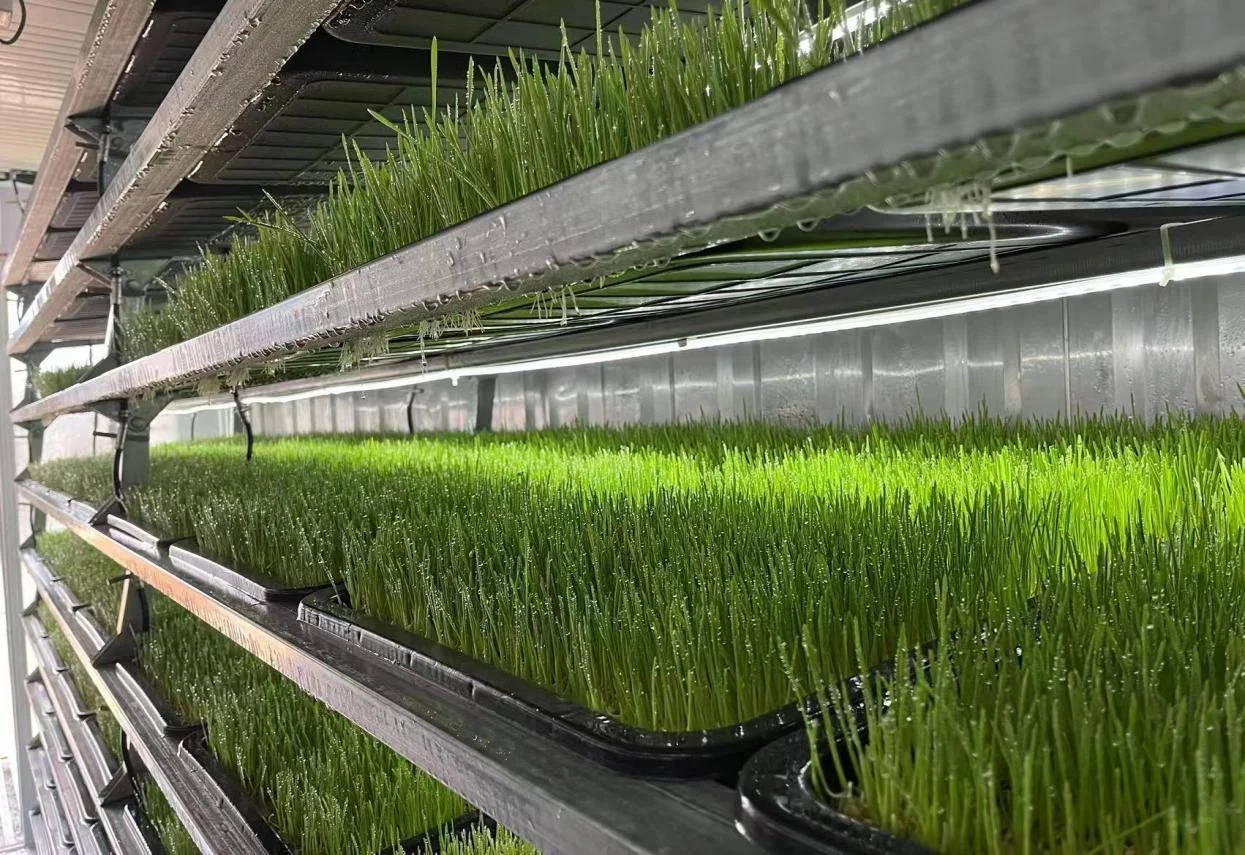 Containerfarm Industrial Fodder Farming Systems Hydroponics System ...
