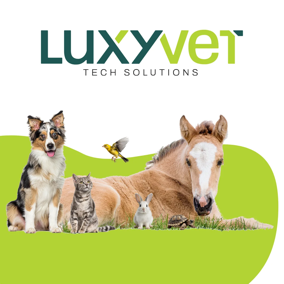 Therapeutic Veterinary Laser Treatment Equipment for Horses with ...