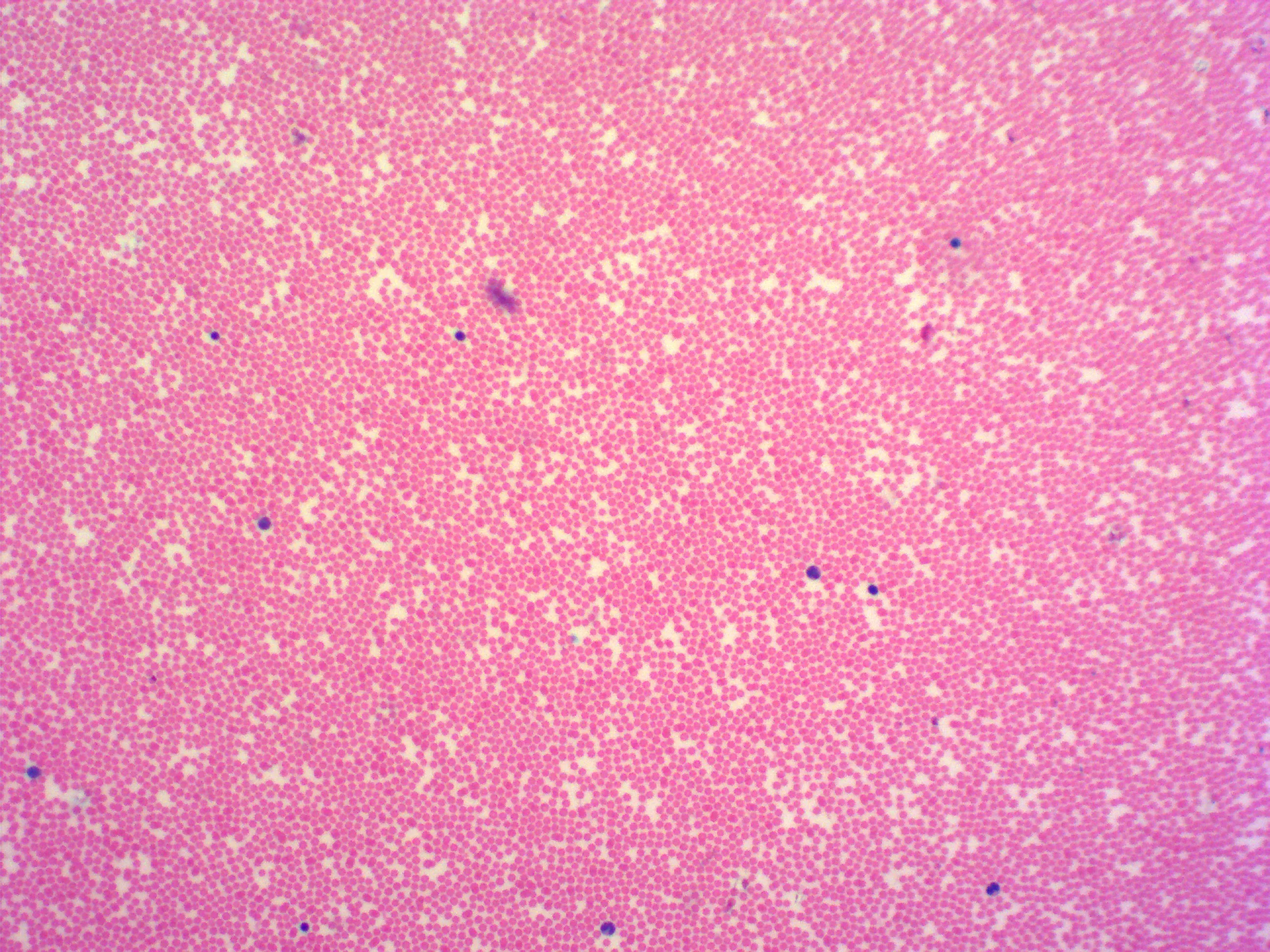 Microscope Slides Set Human Histology Slide Basic Biological Science ...