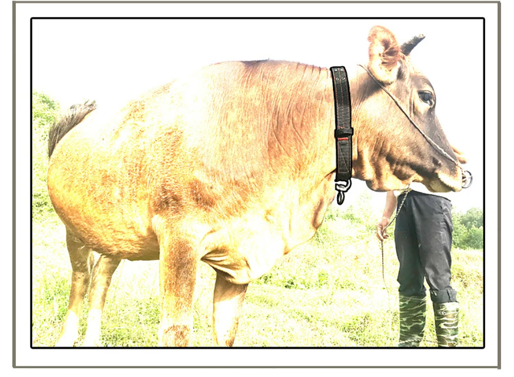 Sturdy Cattle Sheep Collar - 1M Canvas Strap with Metal Buckle