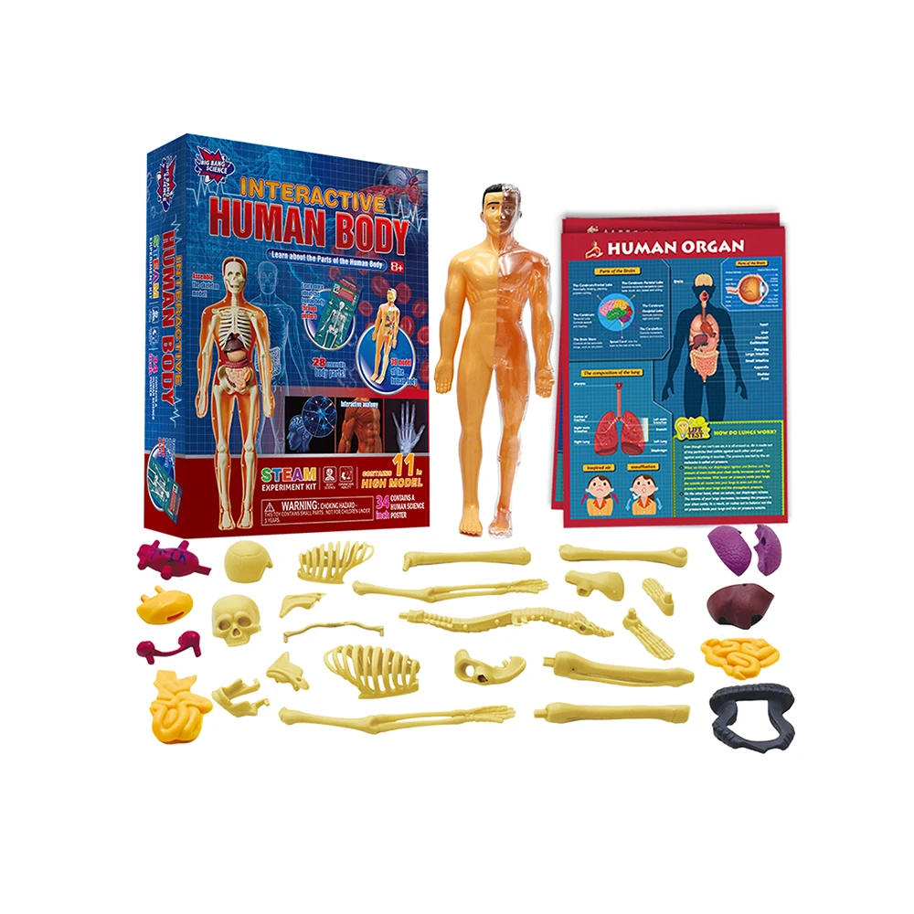 28 Piece Interactive Anatomy Human Body Model Science Kit For Kids ...