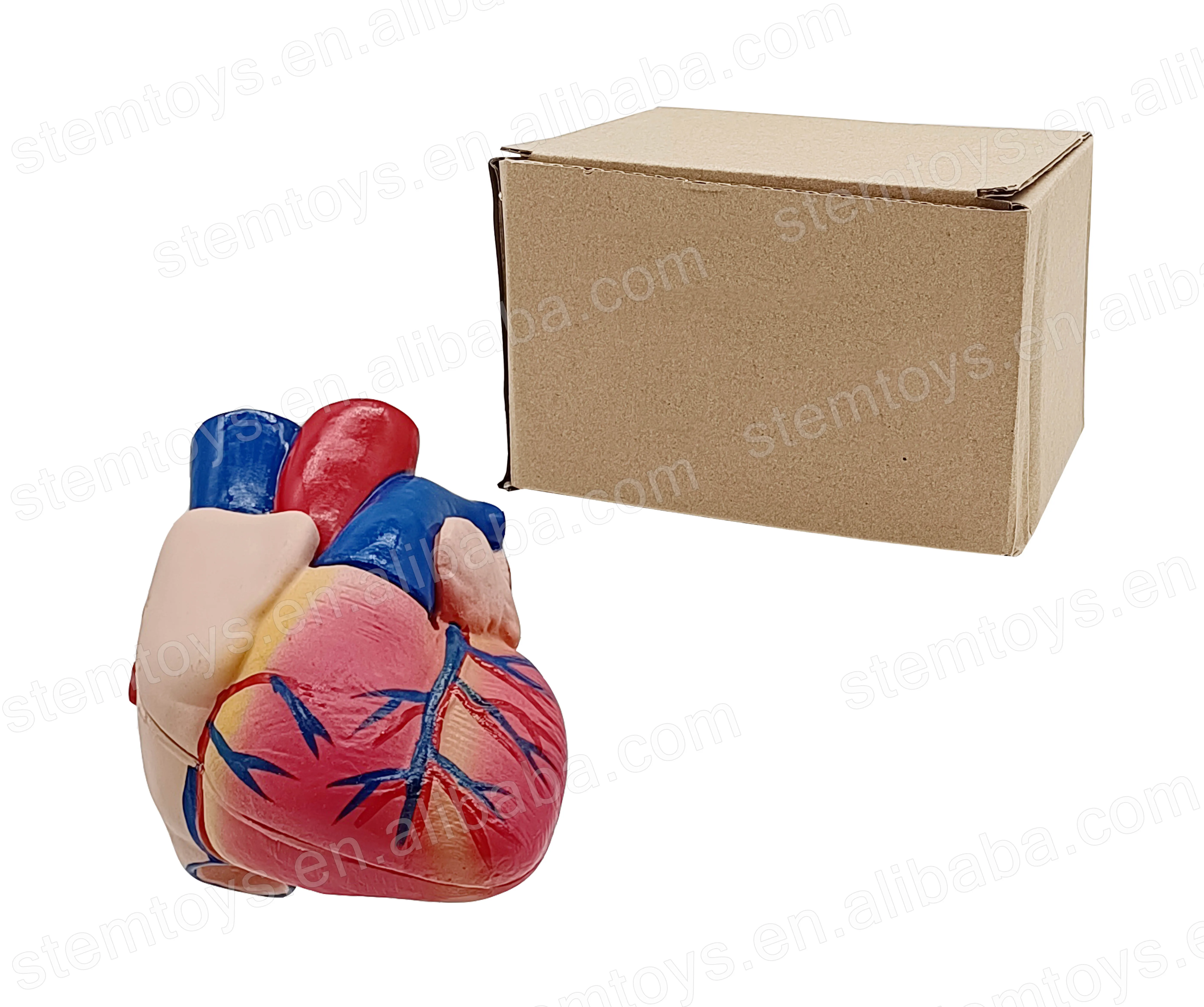 Life Size Dismountable Human Heart Model for STEM Education Kids ...