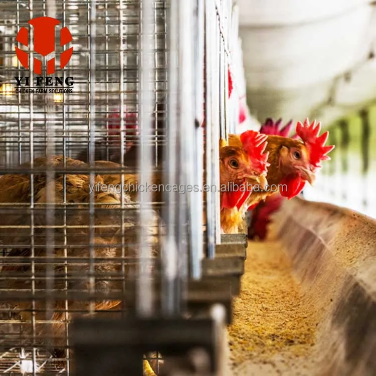 Alibaba.com: 5 Tier Broiler Chicken Cage, Stacked Design, Durable ...