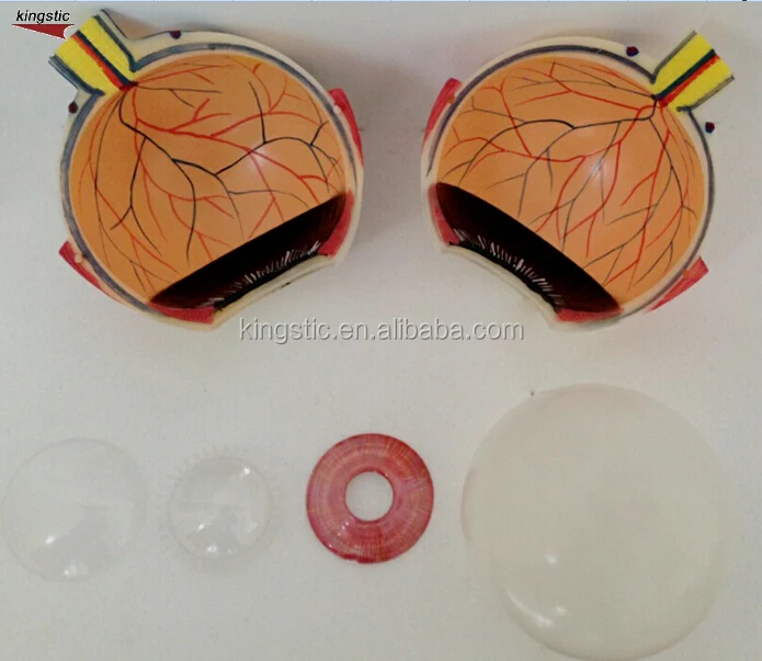 Medical Science Human Eye Anatomical Model 6times Enlarged 6parts