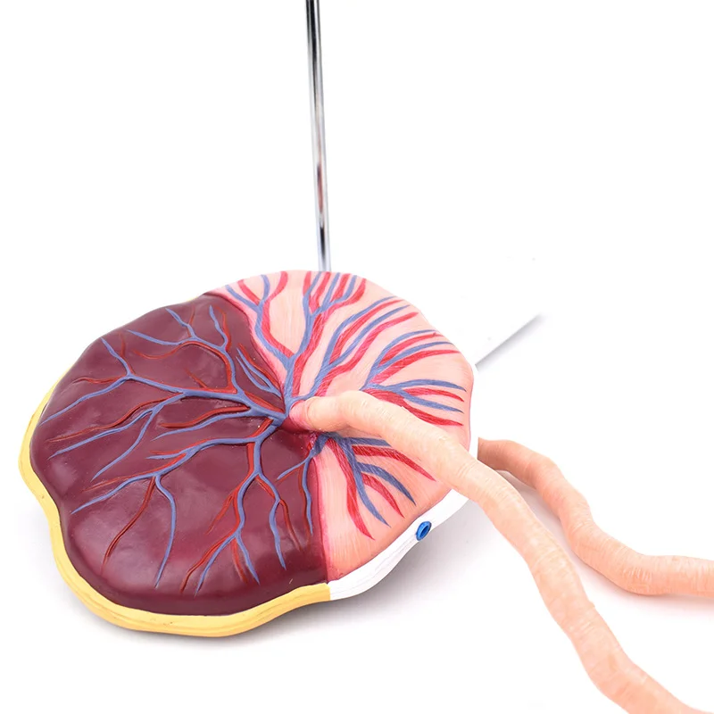 Kyrenmed Human Placenta and Umbilical Cord Model for Training